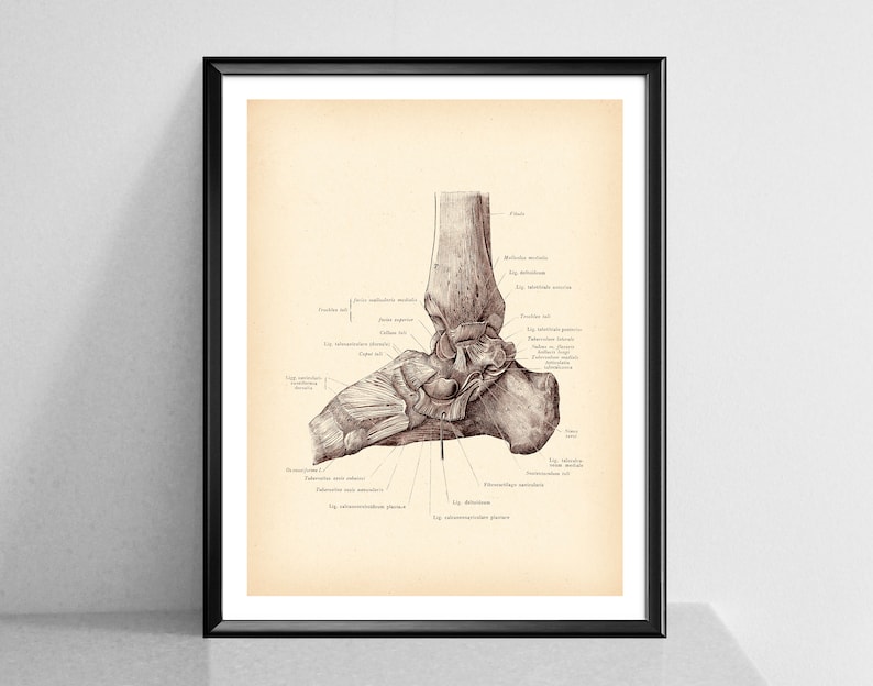 Anatomical Human Foot Posters Vintage Anatomy Art Podiatry - Etsy