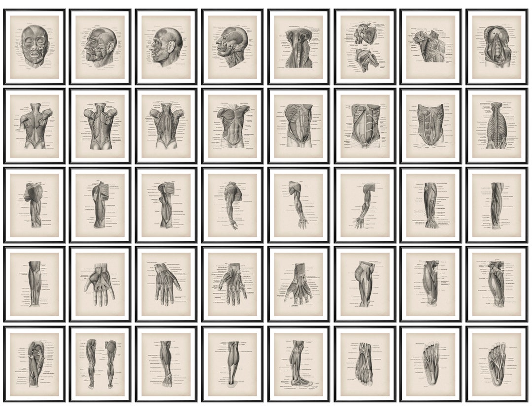 40 Muscular Anatomy Posters, Human Physiology Vintage Art, Muscles ...