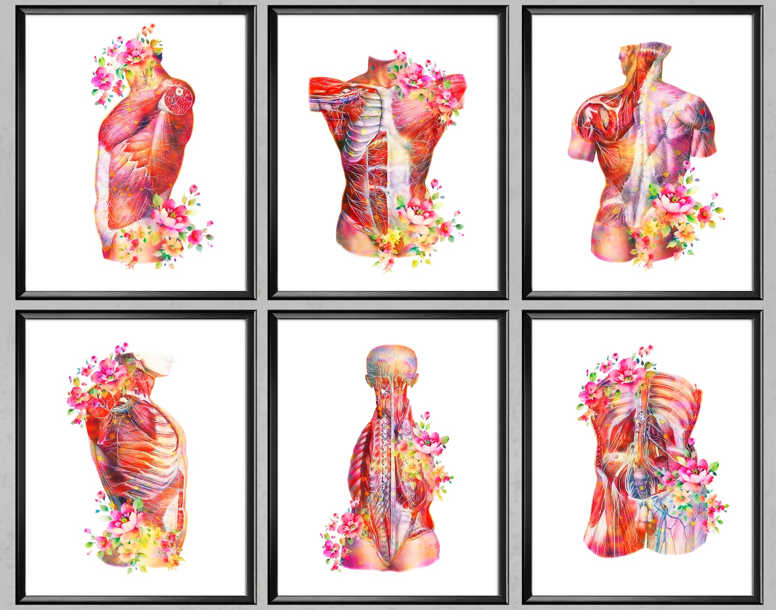 6 Body Muscle Anatomy Watercolor Art Medical Poster Muscular - Etsy