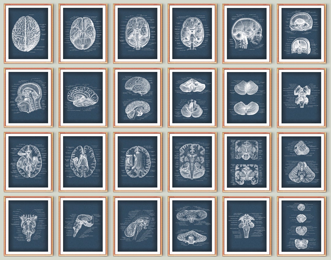 24 Neuroanatomy Art, Human Anatomical Brain Poster, Medical Art ...