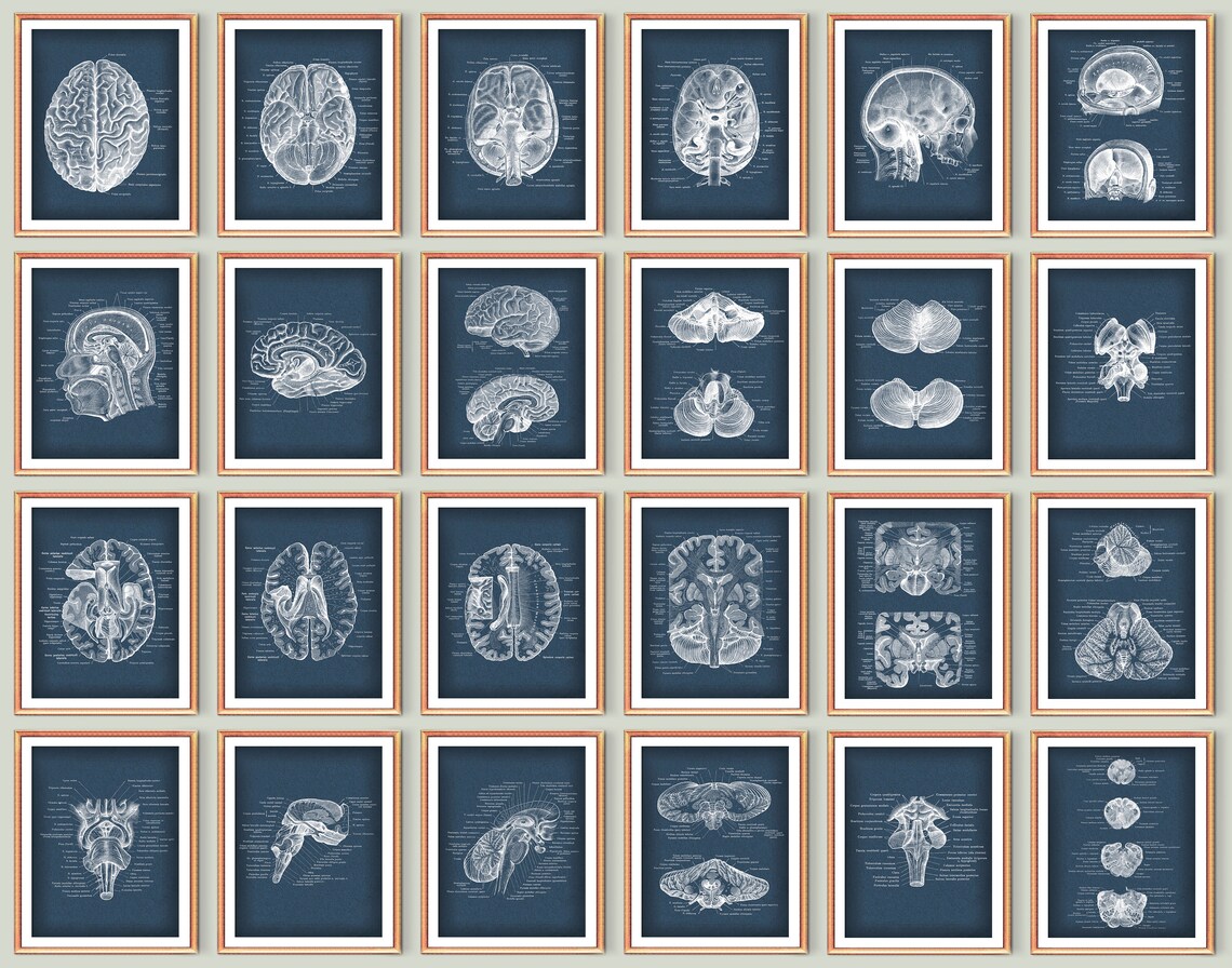 24 Neuroanatomy Art, Human Anatomical Brain Poster, Medical Art ...