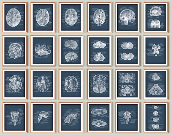 24 Neuroanatomy Art Human Anatomical Brain Poster Set 24 - Etsy