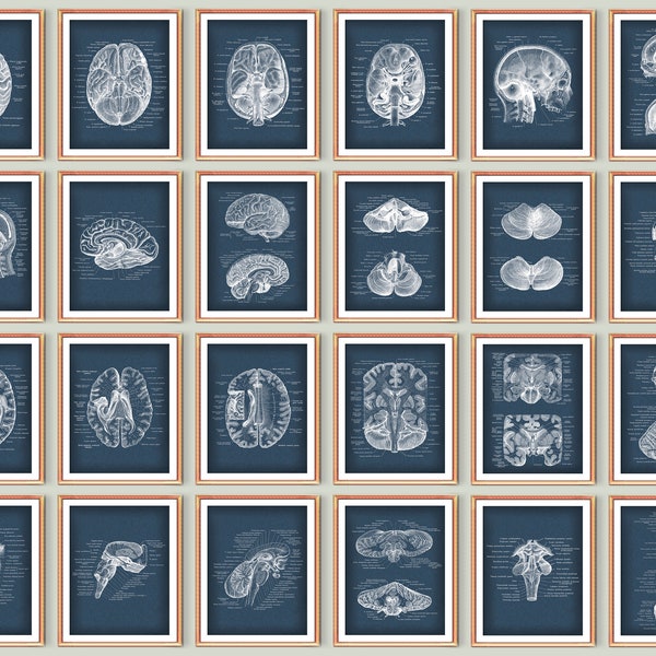 Brain Function Chart - Etsy