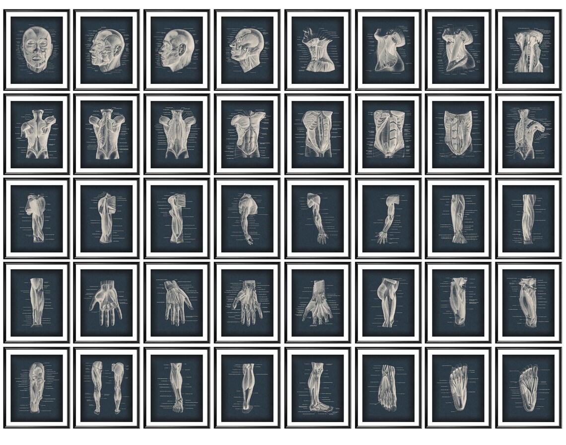 SET 40 Musculoskeletal Anatomy Posters Human Body Muscles - Etsy