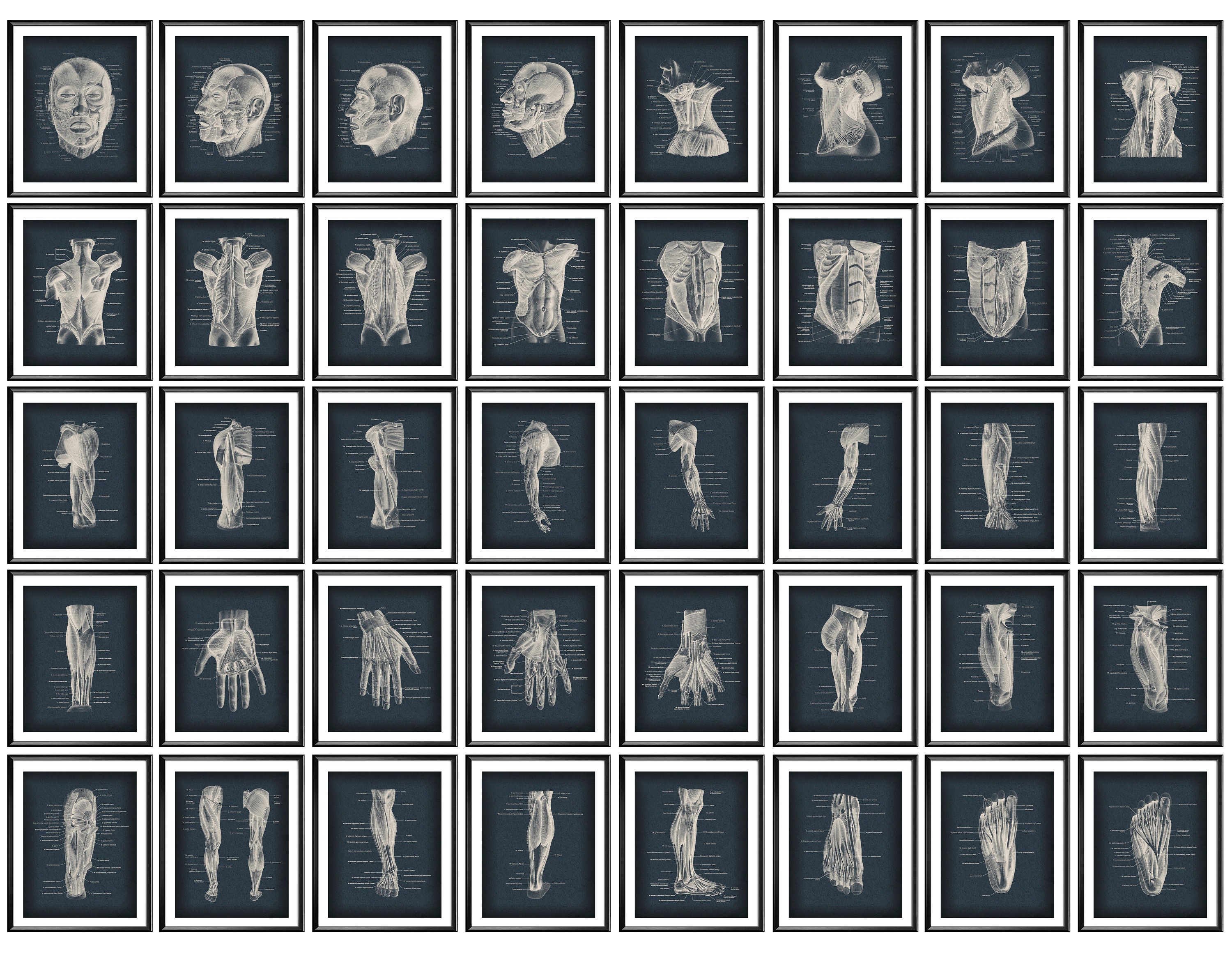 SET 40 Musculoskeletal Anatomy Posters, Human Body Muscles Structure ...