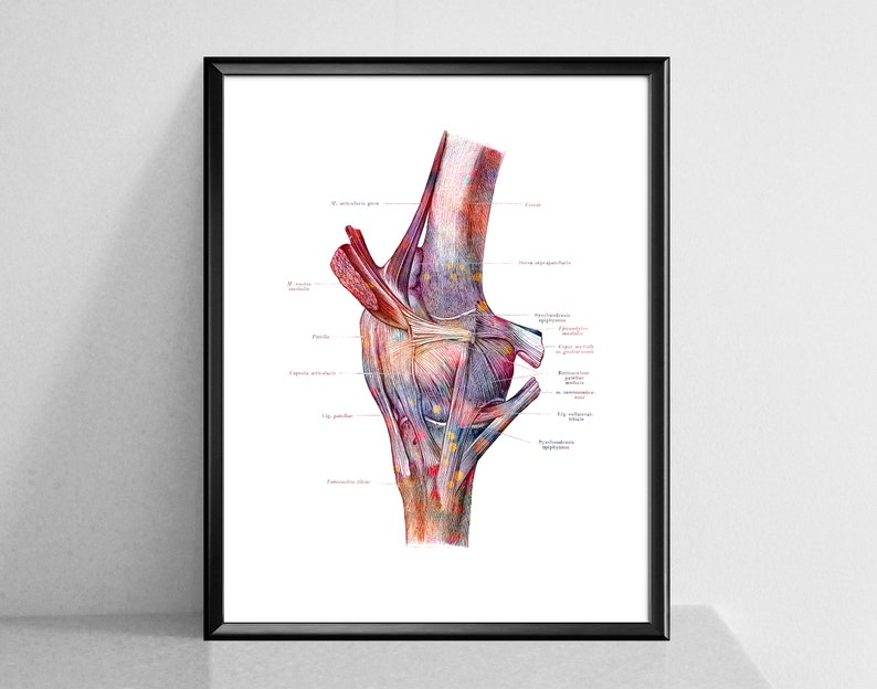 8 Anatomical Knee Posters Knee Joint Anatomy Art Foot Tendons - Etsy
