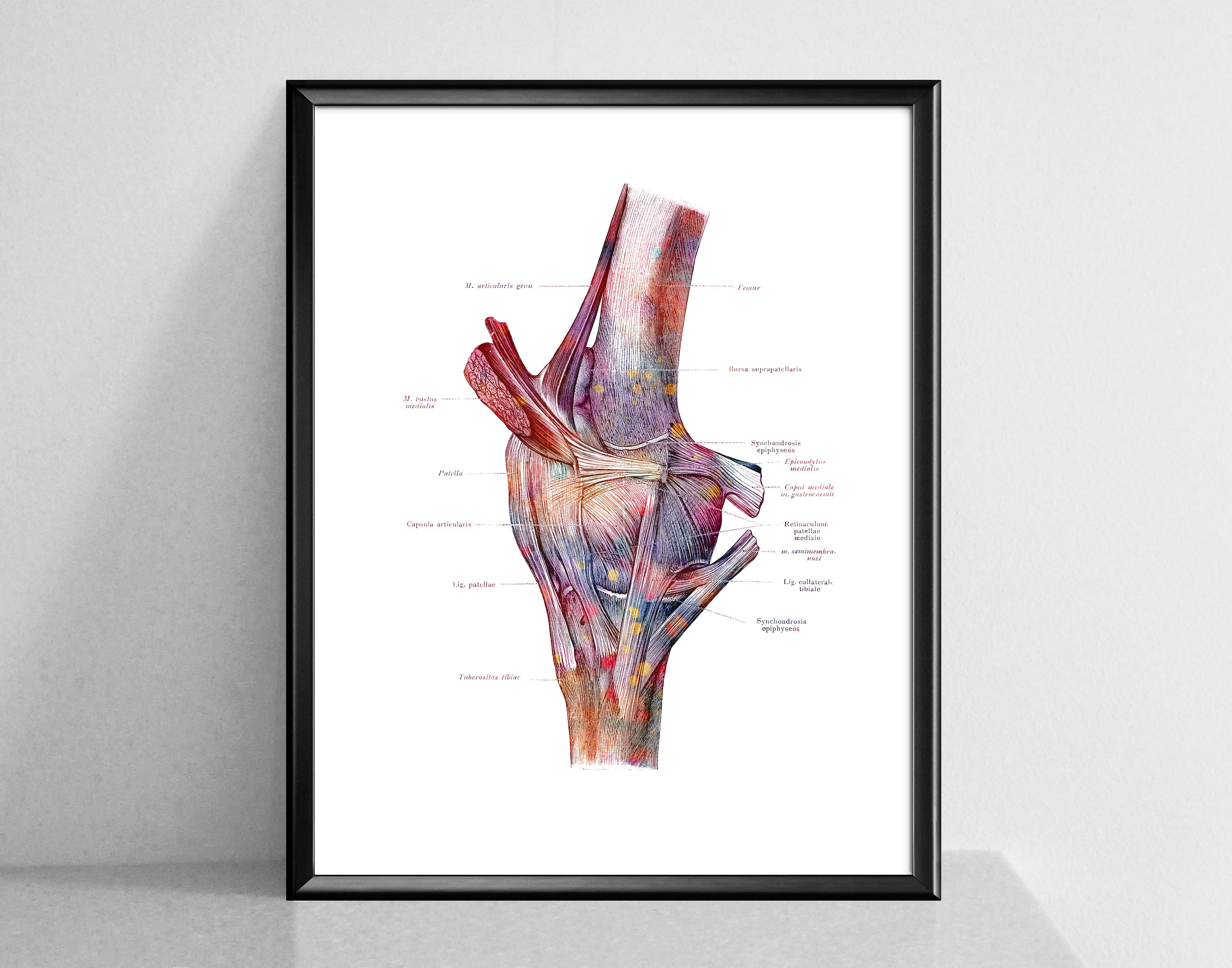 8 Anatomical Knee Posters Knee Joint Anatomy Art Foot Tendons - Etsy