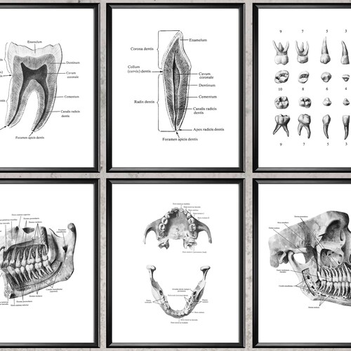 6 Dental Anatomy Posters Dentistry Art Dentist Office Decor - Etsy