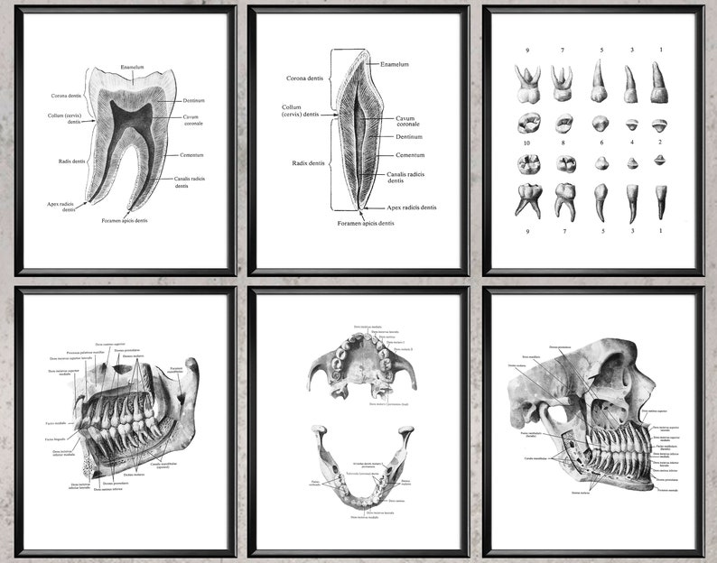 6 Dental Anatomy Posters Dentistry Art Dentist Office Decor - Etsy