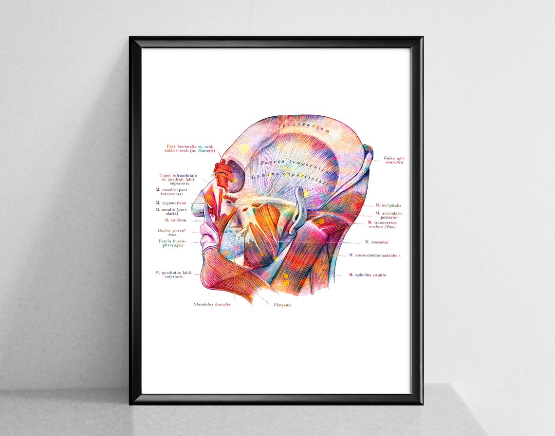 Facial Muscles Anatomy Poster Botox Art Esthetician Gift - Etsy