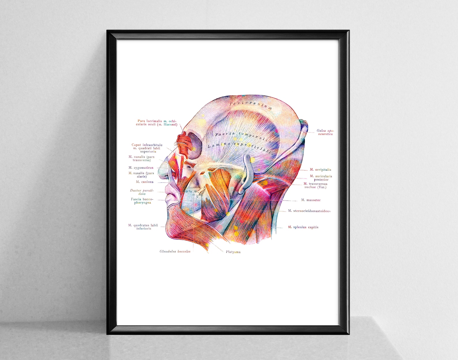 Facial Muscles Anatomy Poster Botox Art Esthetician Gift - Etsy