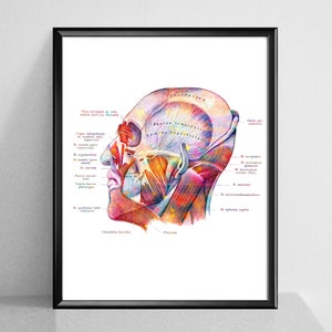 Facial Muscles Anatomy Poster Botox Art Esthetician Gift Massage ...