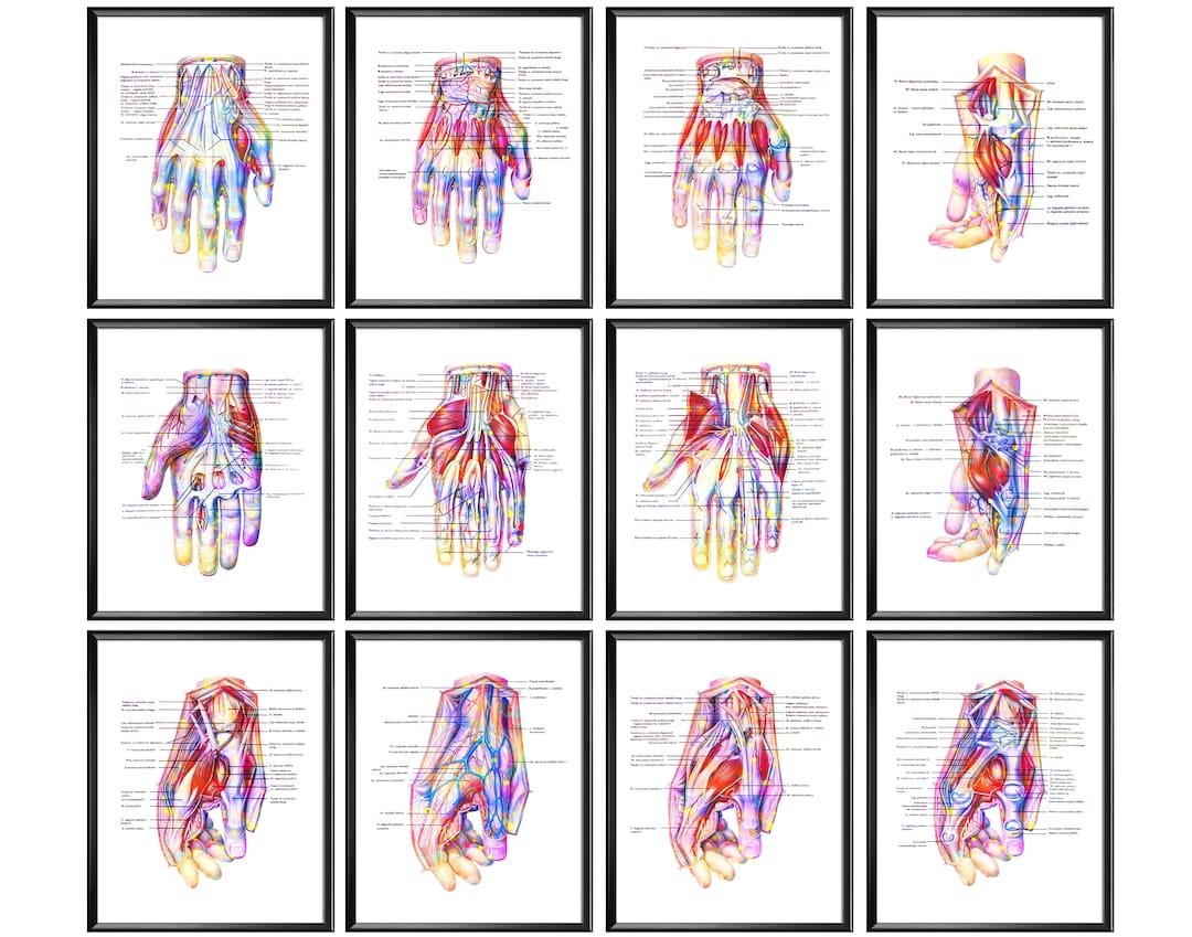 12 Watercolor Hand Anatomy Posters Wrist Anatomy Diagram Upper Limb ...