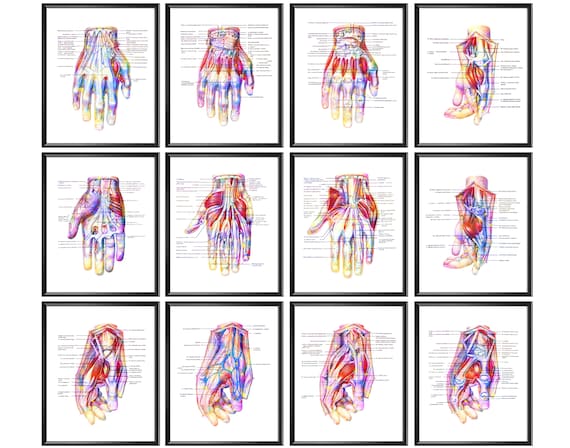 12 Watercolor Hand Anatomy Posters Wrist Anatomy Diagram Upper - Etsy