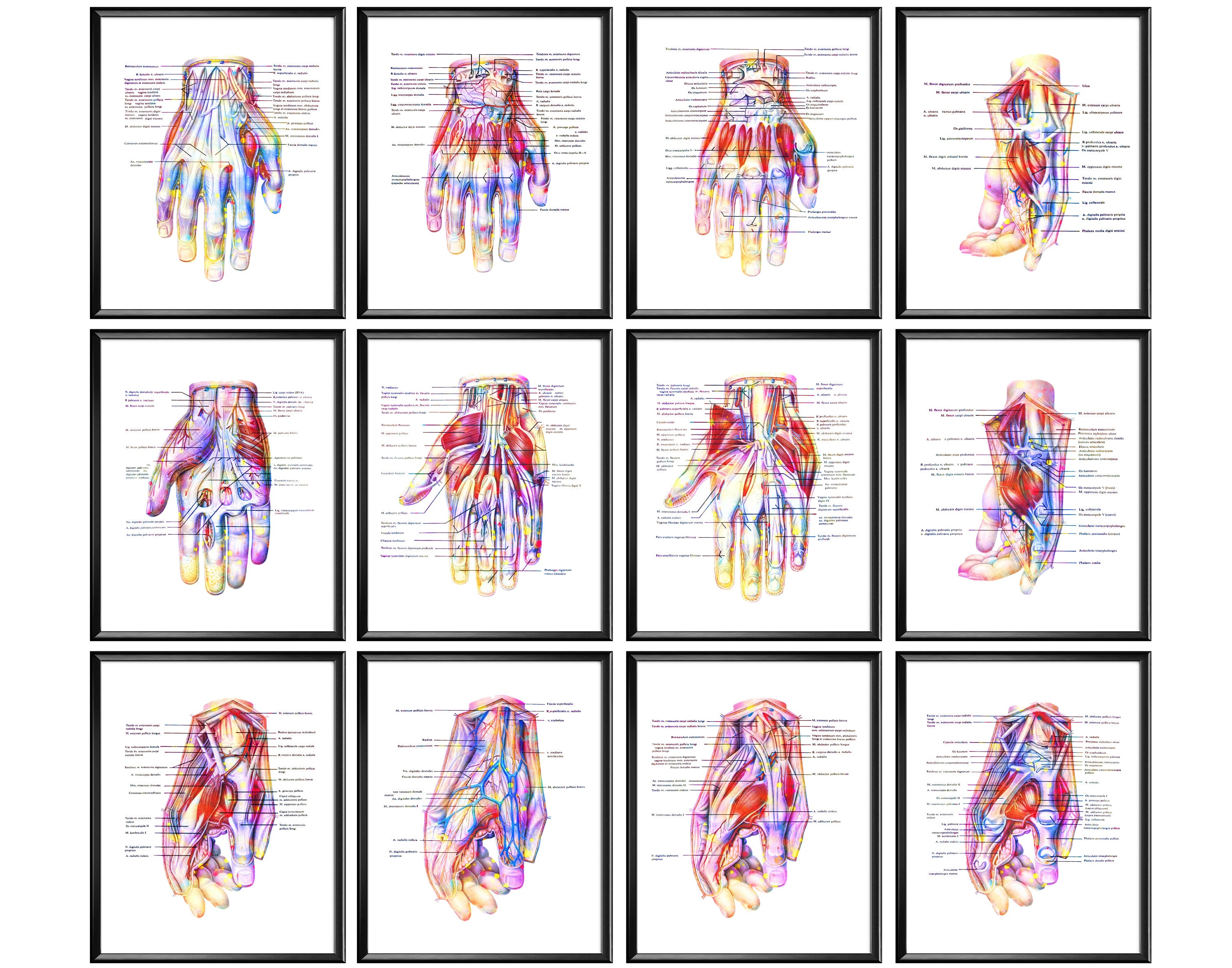 Finger Anatomy And Physiology