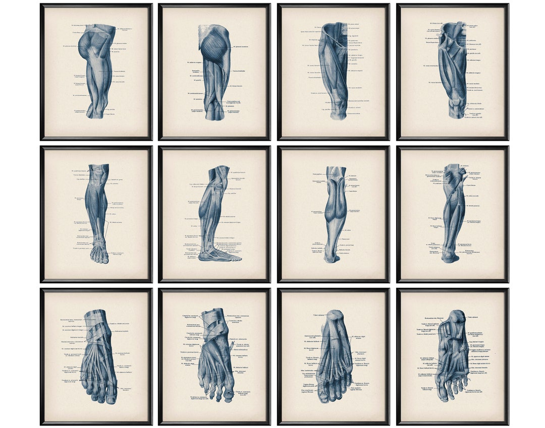 12 Foot Anatomy Muscular System Posters Medical Art Orthopedic Surgeon ...