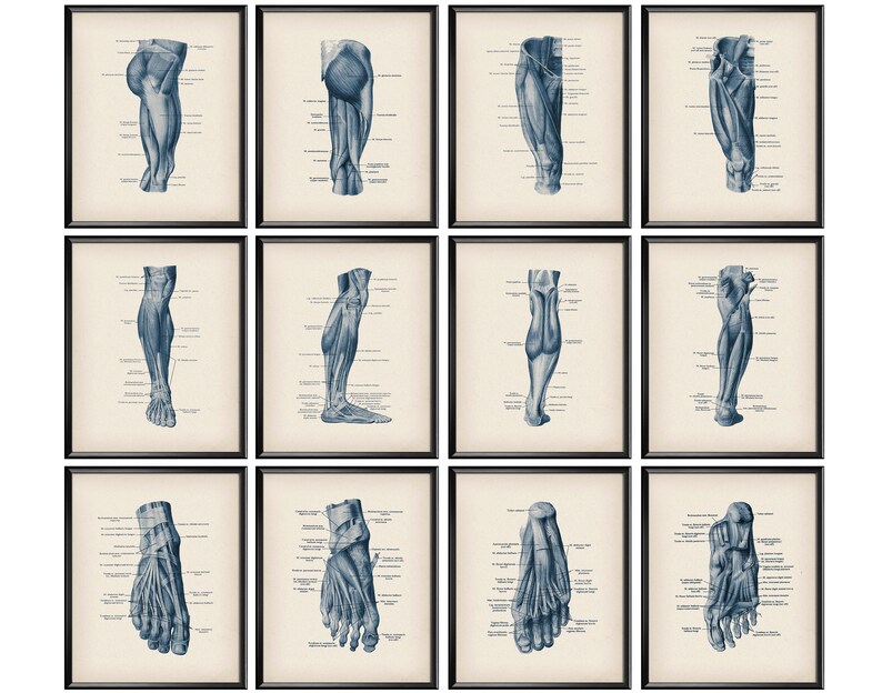 12 Foot Anatomy Muscular System Posters Medical Art Orthopedic Surgeon ...