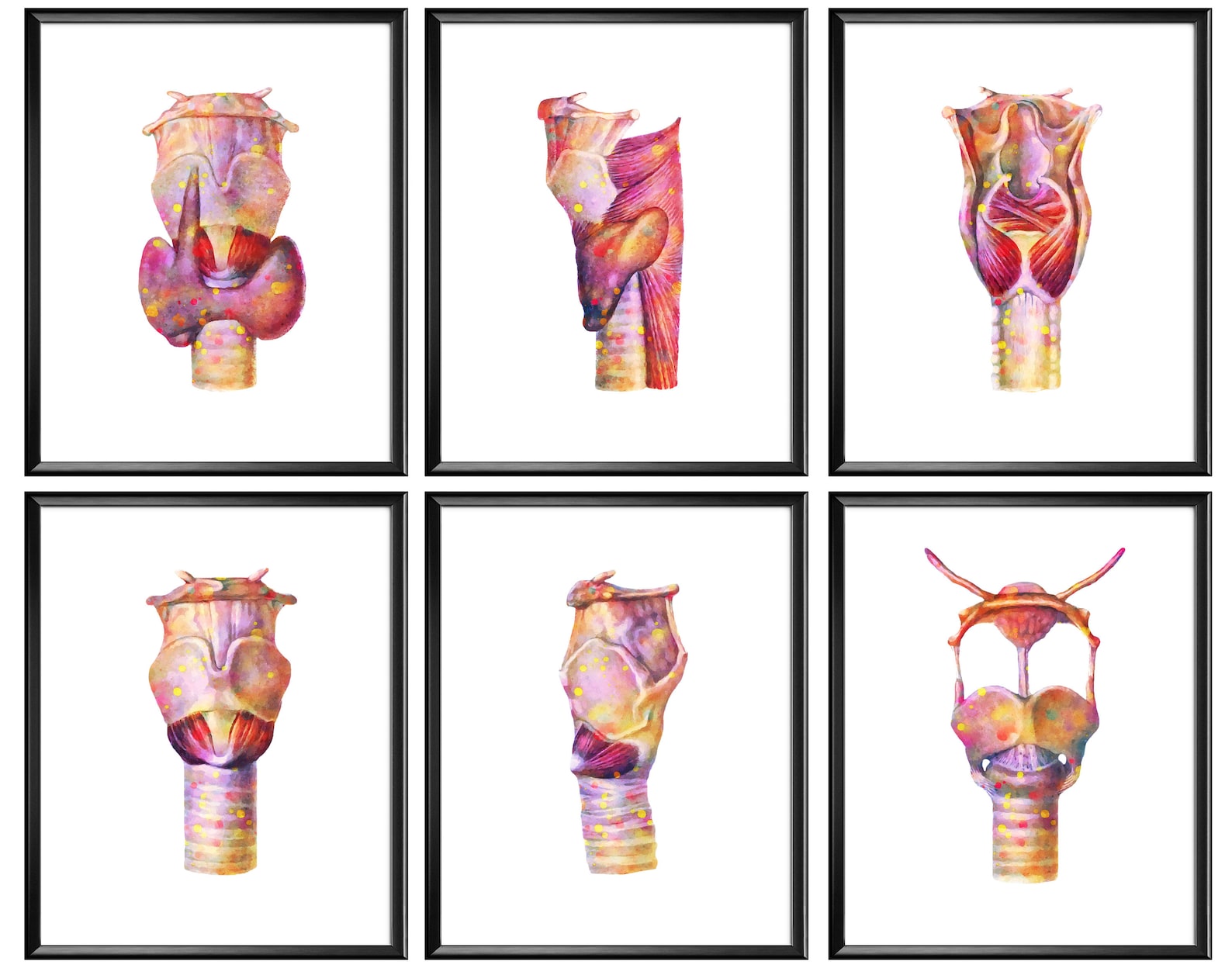 6 Larynx Art Thyroid Art Trachea Art Otolaryngology Art Anatomy Art ...