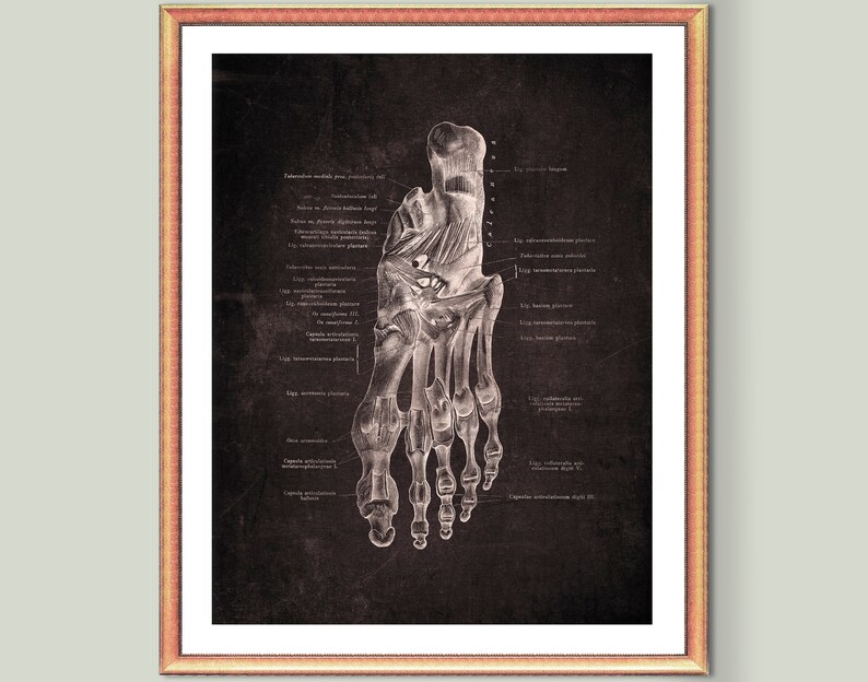 Anatomical Foot Poster Set of 8 Medical Poster Chalkboard Art - Etsy