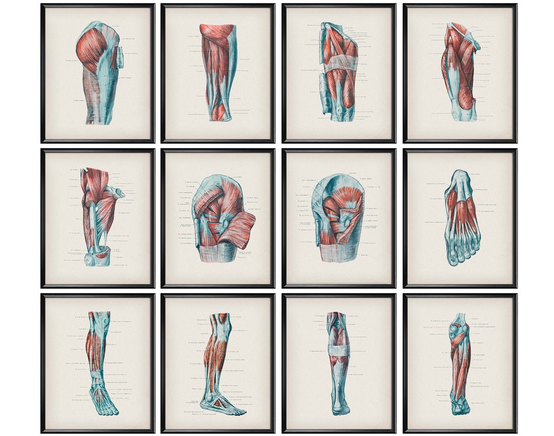 Foot Muscular System Anatomy Posters Leg Muscles Structure Anatomical ...