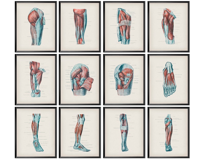 Foot Muscular System Anatomy Posters Leg Muscles Structure - Etsy