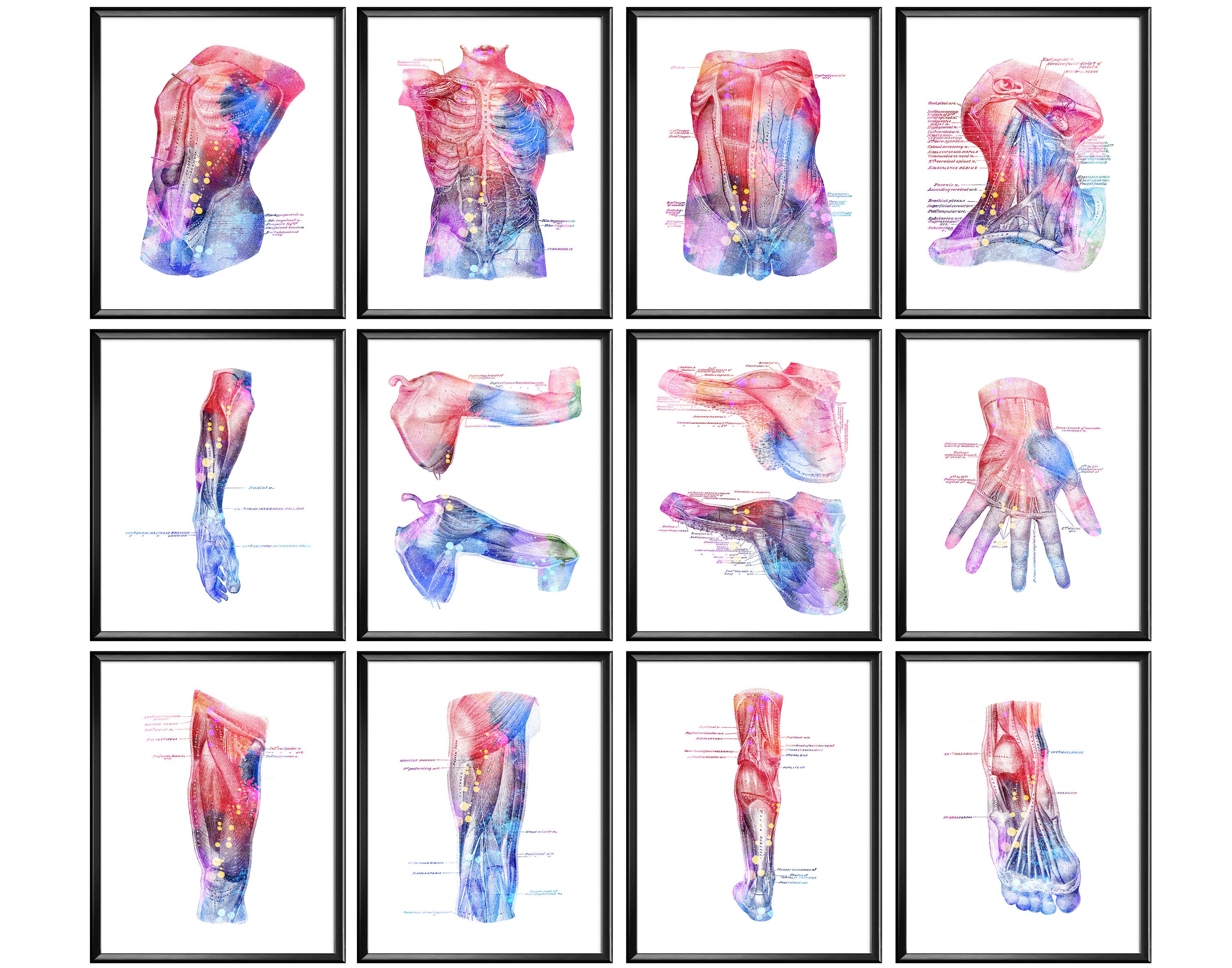 12 Watercolor Anatomy Art Posters Physiology Artwork Medical - Etsy
