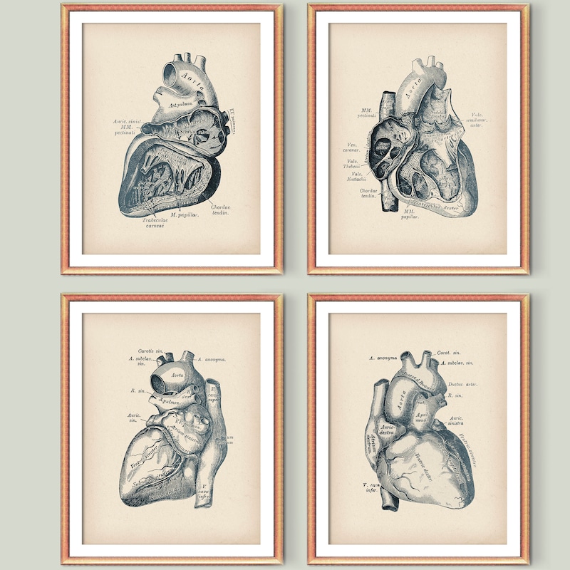 Anatomical Heart Art - Etsy