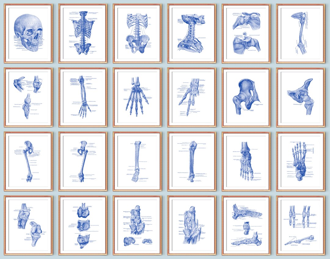 24 Skeletal System Posters Orthopedic Anatomy Art Medical Decor ...