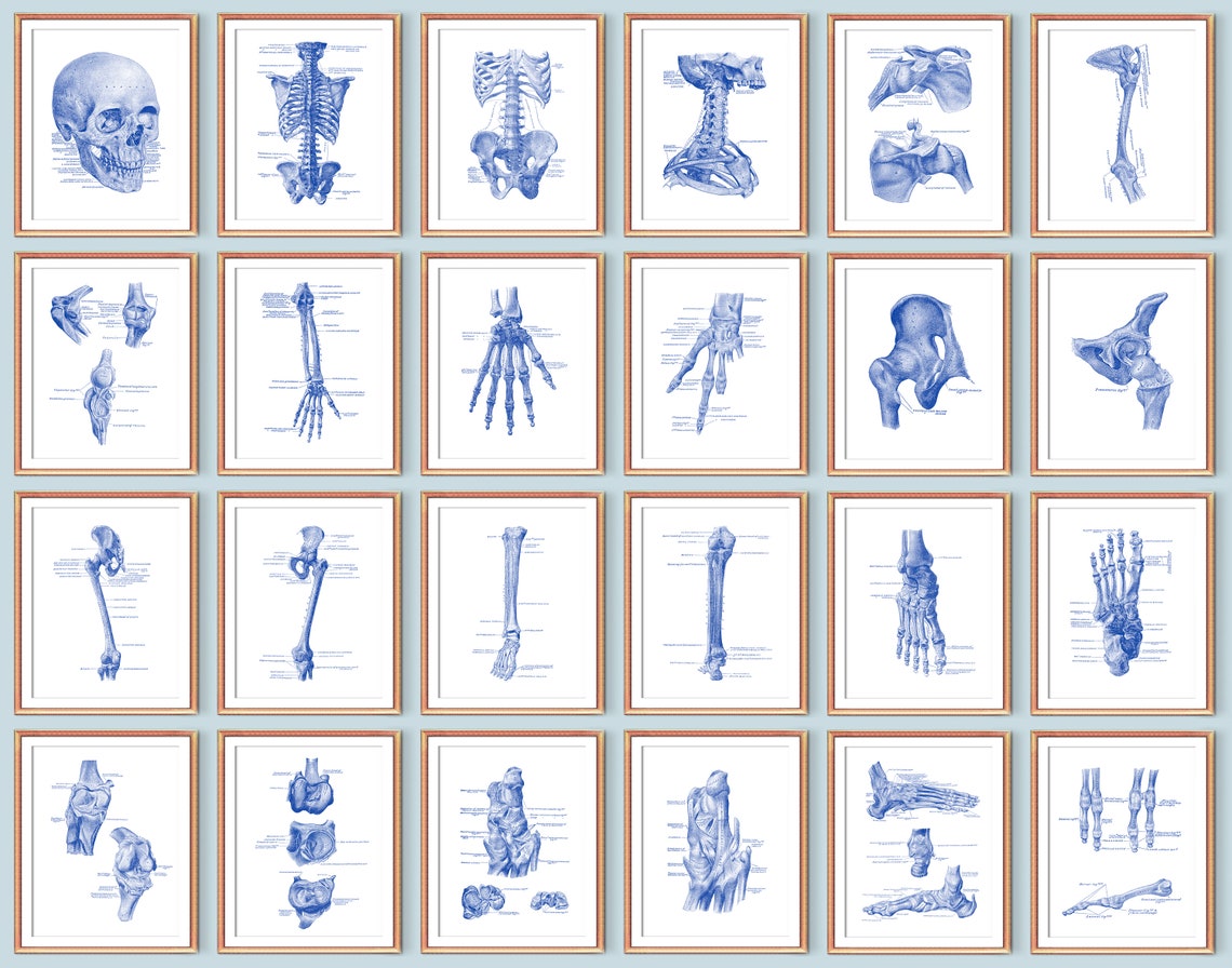 24 Skeletal System Posters Orthopedic Anatomy Art Medical - Etsy