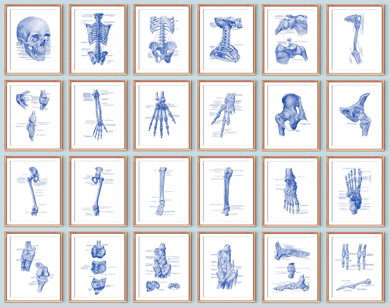 24 Skeletal System Posters Orthopedic Anatomy Art Medical - Etsy