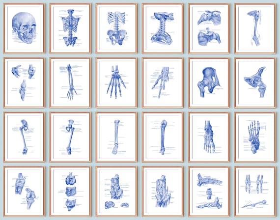 24 Skeletal System Posters Orthopedic Anatomy Art Medical - Etsy