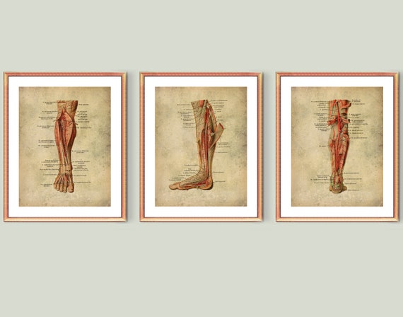 3 Anatomical Foot Posters Surgical Anatomy Medical Art Foot - Etsy
