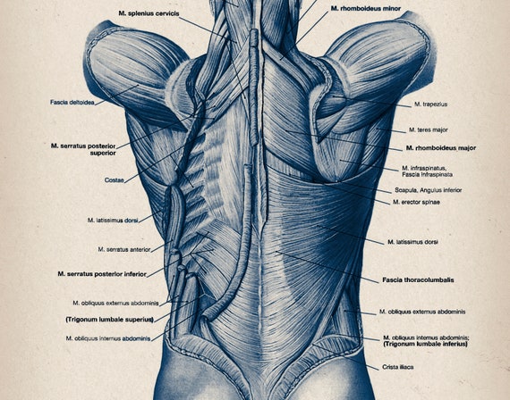 Muscles Of Trunk Posterior View