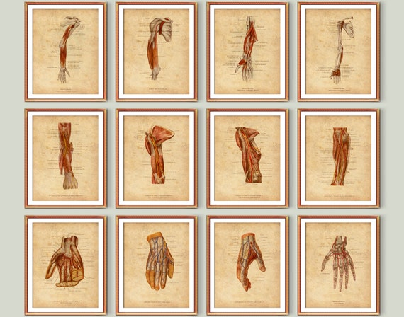 Anatomical Hand Vintage Posters Arteries Veins Nerves | Etsy