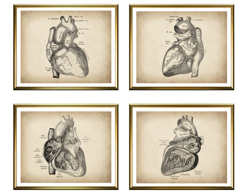 4 Human Heart Anatomy Vintage Poster Medical Artwork Antique Medicine ...