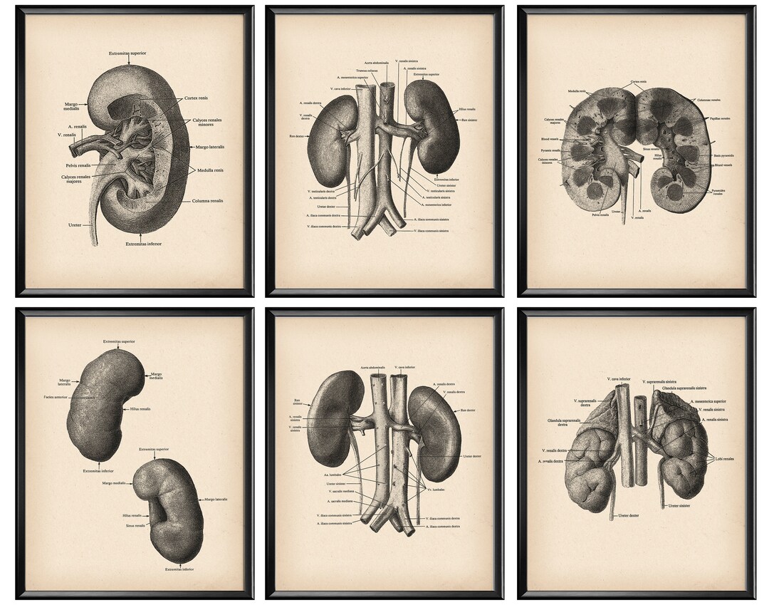 6 Vintage Kidney Anatomy Posters, Anatomical Kidney Chart, Internal ...