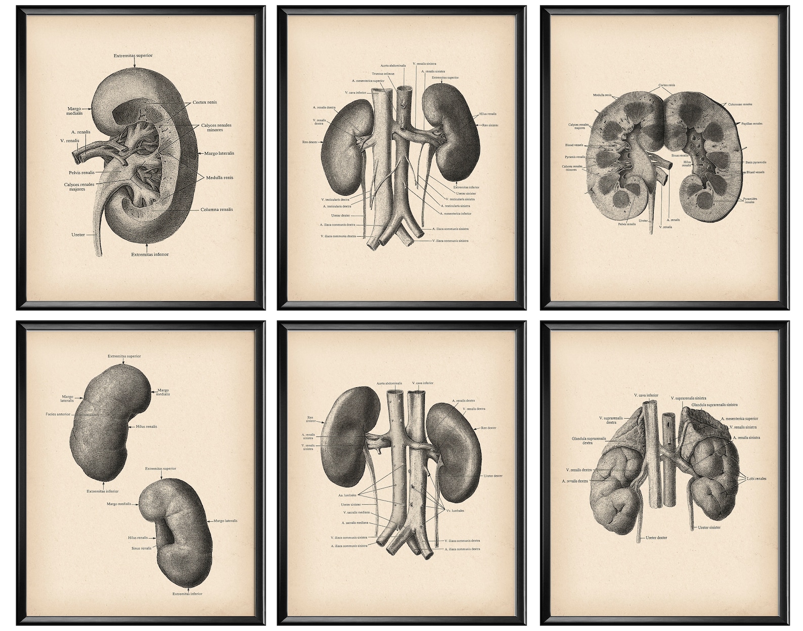 6 Vintage Kidney Anatomy Posters Anatomical Kidney Chart - Etsy