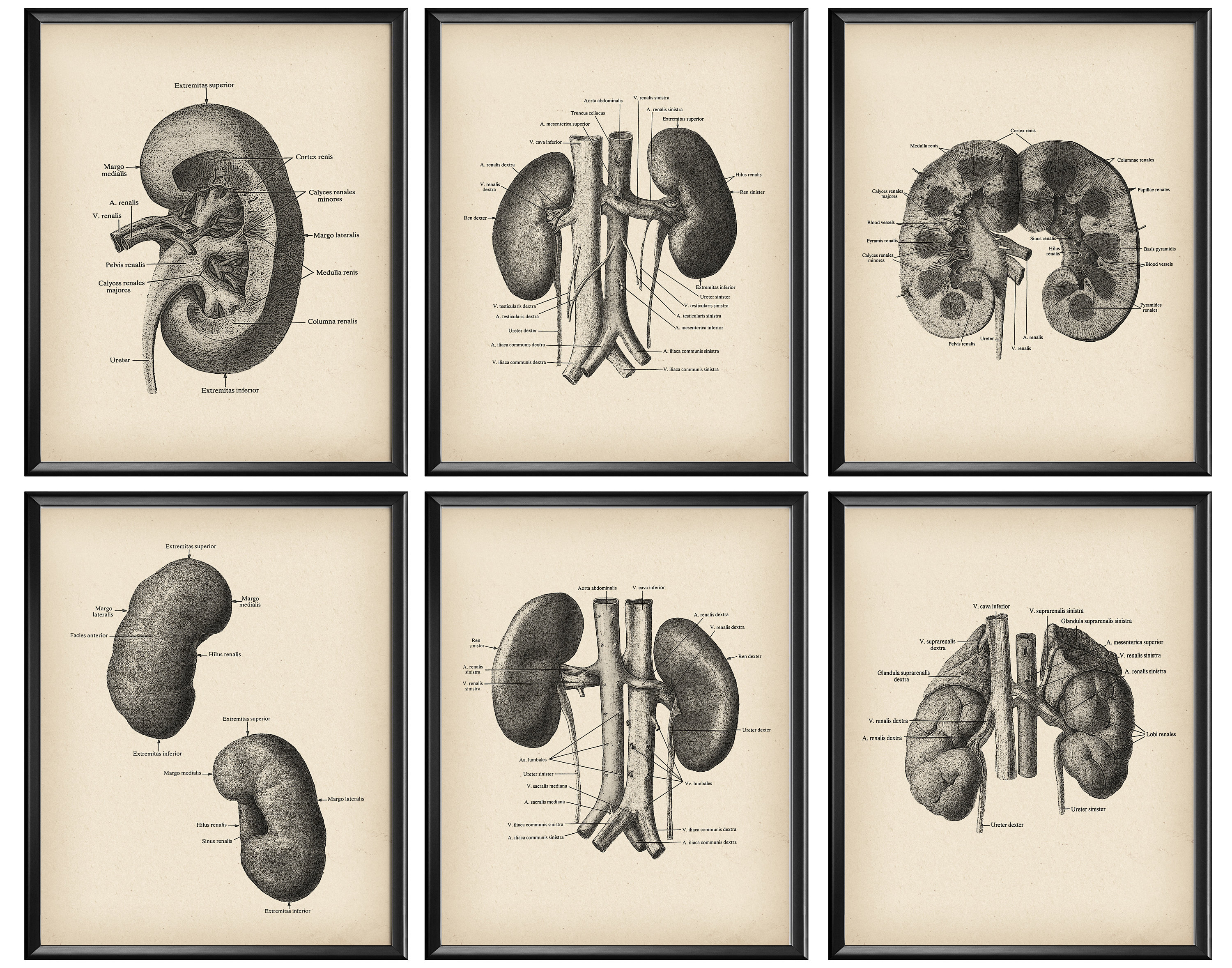 6 Vintage Kidney Anatomy Posters Anatomical Kidney Chart - Etsy