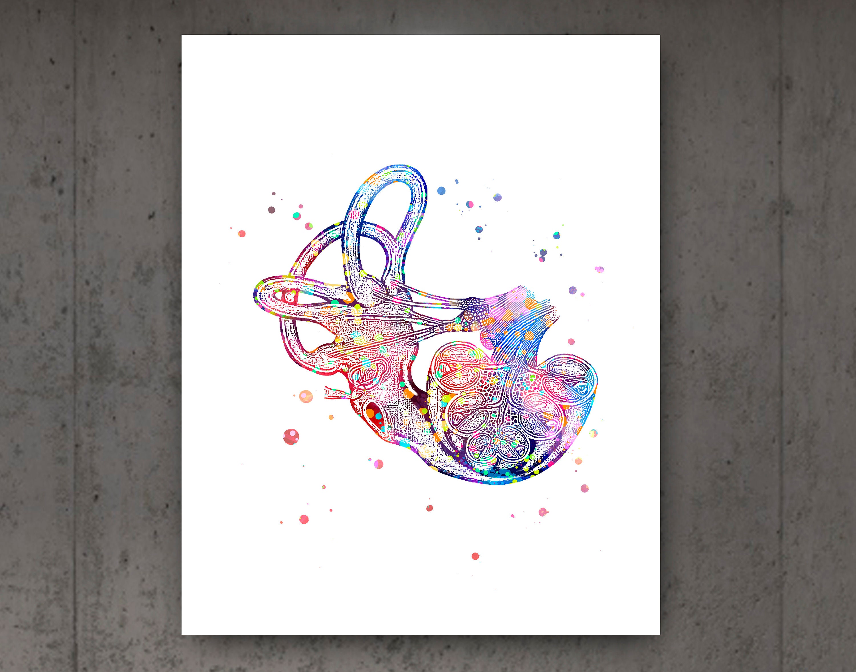 Inner Ear Anatomy Print Set of 6 Cochea Poster Audiologist - Etsy