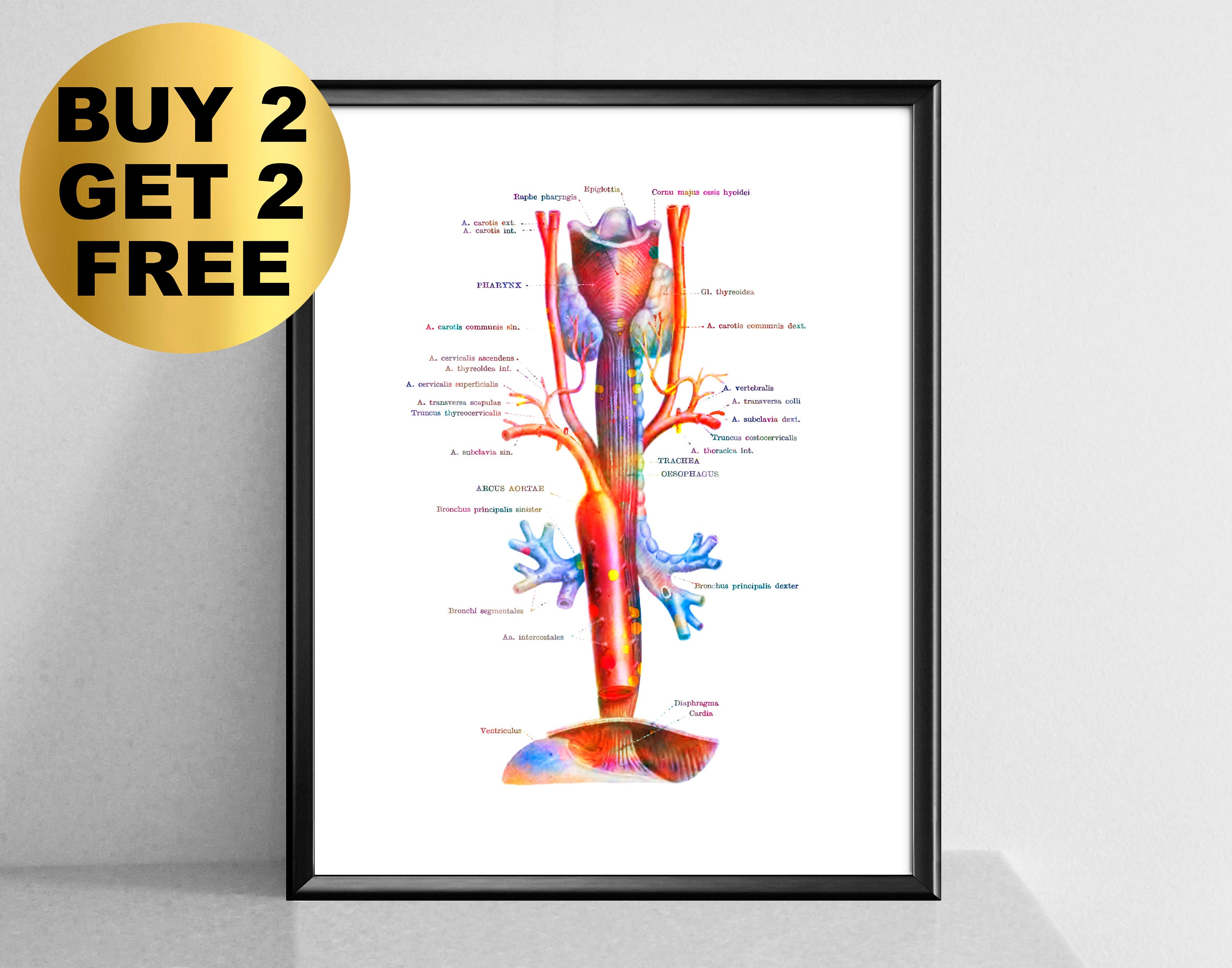 Aorta Tráquea Esófago Póster Anatomía Aplicada de la Tráquea - Etsy México