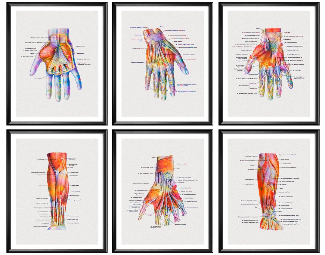6 Hand Anatomy Posters Wrist Muscles and Ligaments Structure Art ...