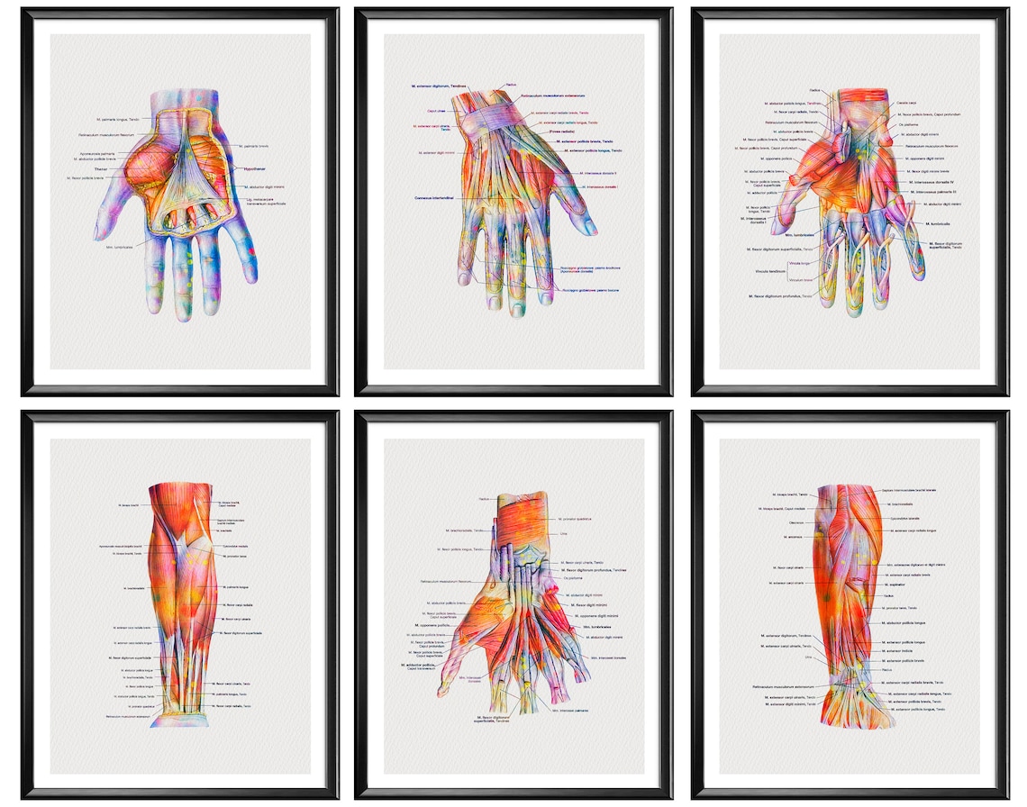 6 Hand Anatomy Posters Wrist Muscles and Ligaments Structure - Etsy