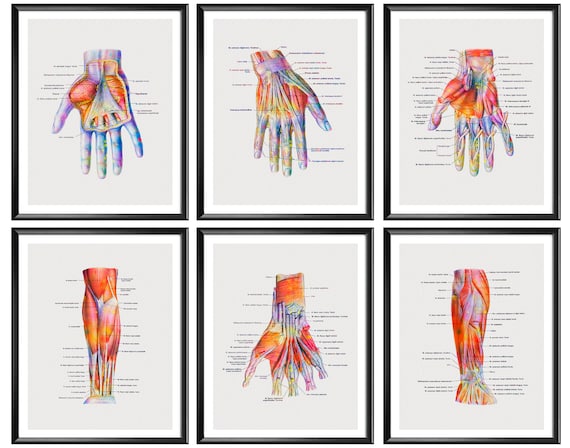 6 Hand Anatomy Posters Wrist Muscles and Ligaments Structure - Etsy UK