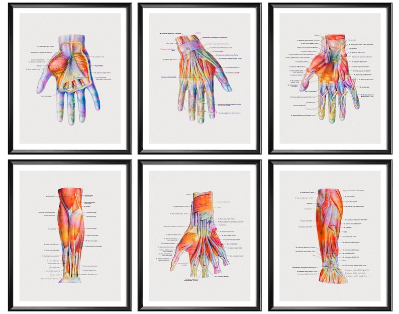 6 Hand Anatomy Posters Wrist Muscles and Ligaments Structure - Etsy