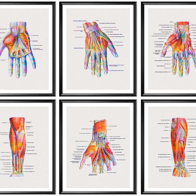 Rainbow Anatomy Posters - Etsy
