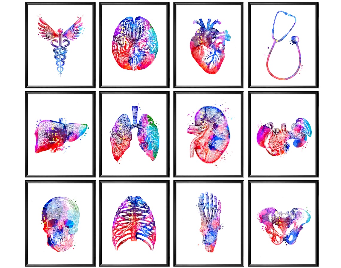 12 Anatomy Wall Art Medical Artwork Physiology Art Doctor Gift - Etsy