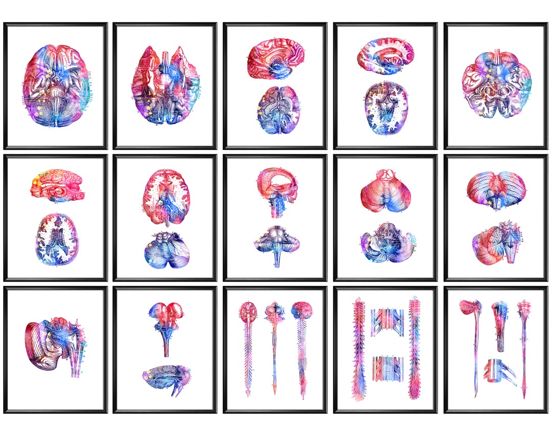 15 Human Brain Anatomy Art Posters Neurology Art Neuroscience Art ...
