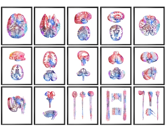 15 Human Brain Anatomy Art Posters Neurology Art | Etsy