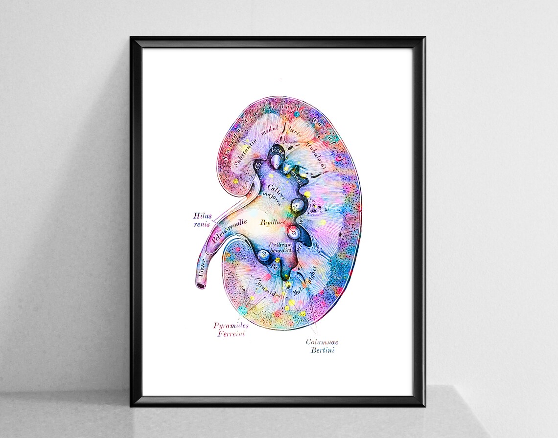 Anatomy Art Anatomical Kidney Print Urinary System | Etsy