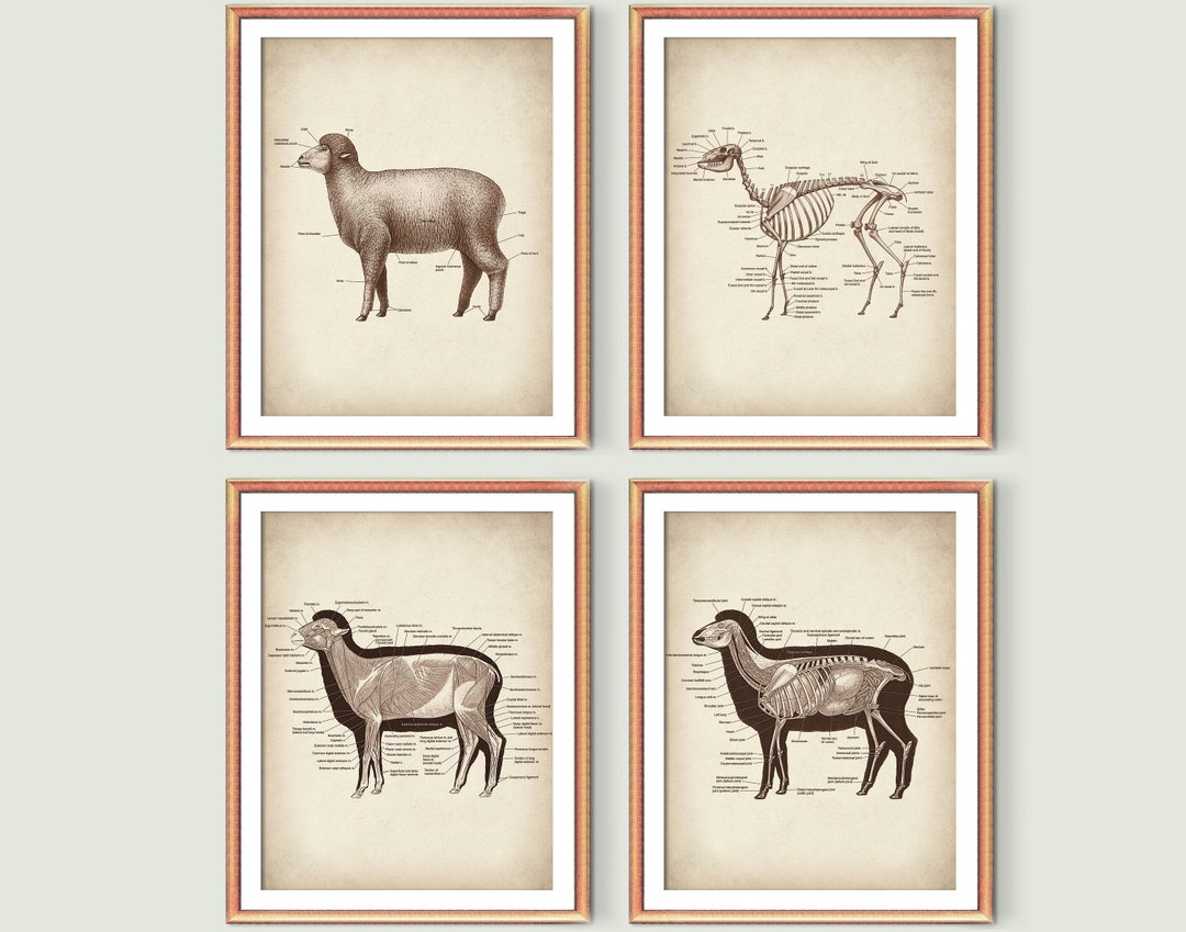 4 Sheep Anatomy Posters Lamb Physiology Art Zoology Artwork Vintage ...